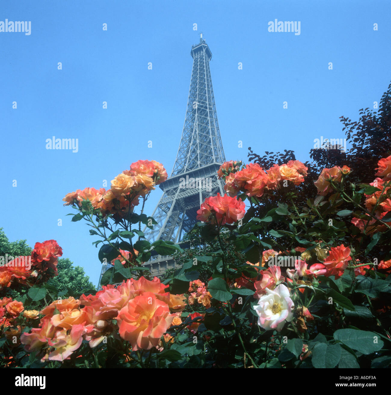 Eiffel Tower and flowers in Paris France Stock Photo - Alamy