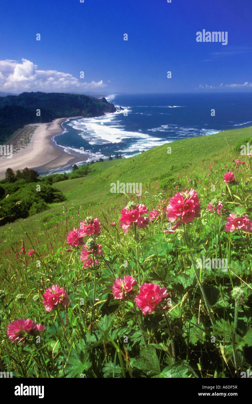 Checker Mallows on a landscape, Cascade Head, Oregon, USA Stock Photo ...