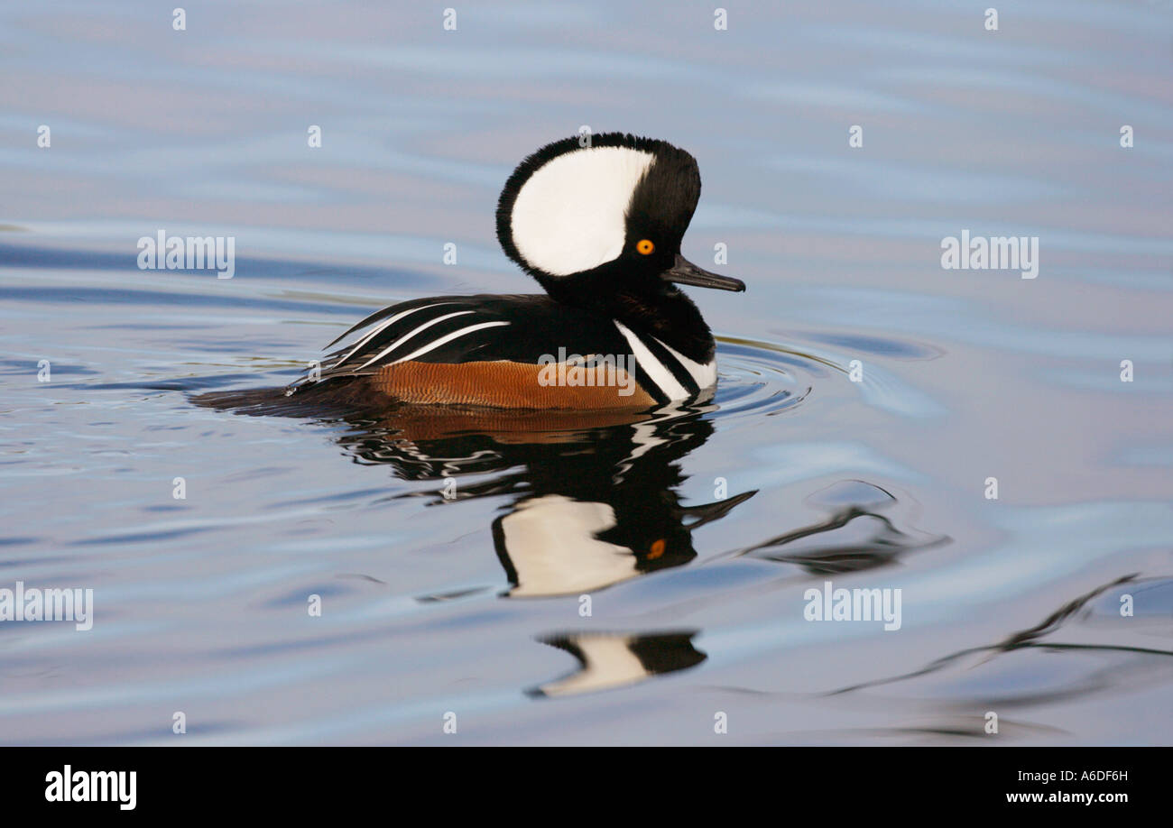 Side profile of a Hooded Merganser swimming in water (Lophodytes ...