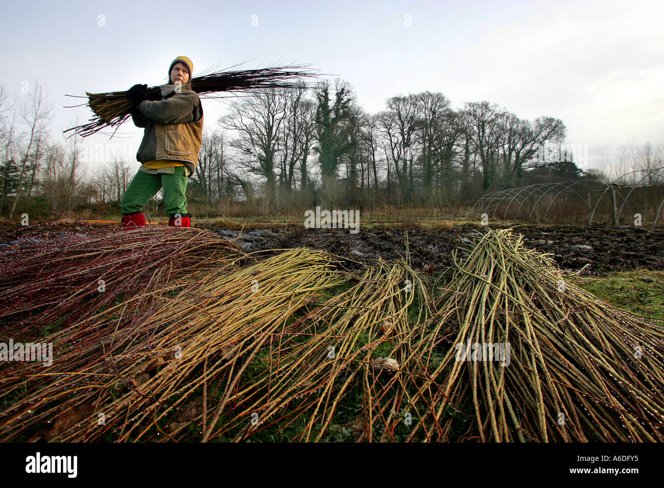 Basket weaver Sarah Pank cutting willow in Devon UK Stock Photo - Alamy