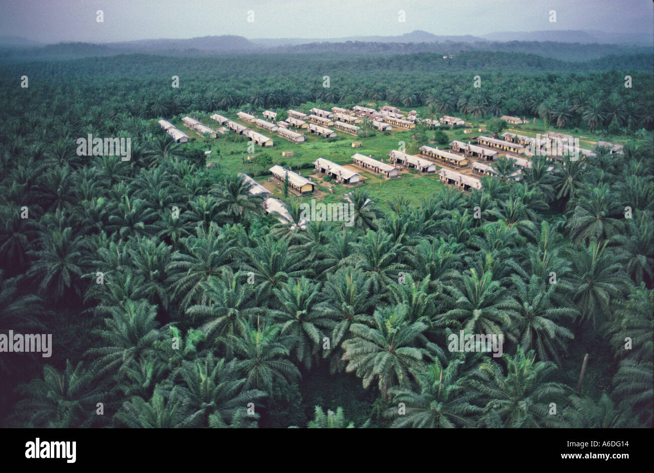 Aerial view of African oil palm plantation with workers' housing ...