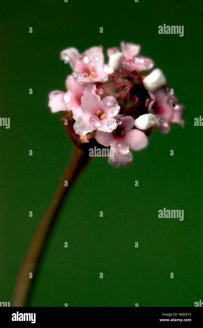 Matchweed hi-res stock photography and images - Alamy