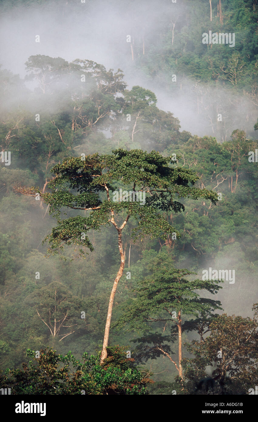 Yellow meranti wood shorea hi-res stock photography and images - Alamy