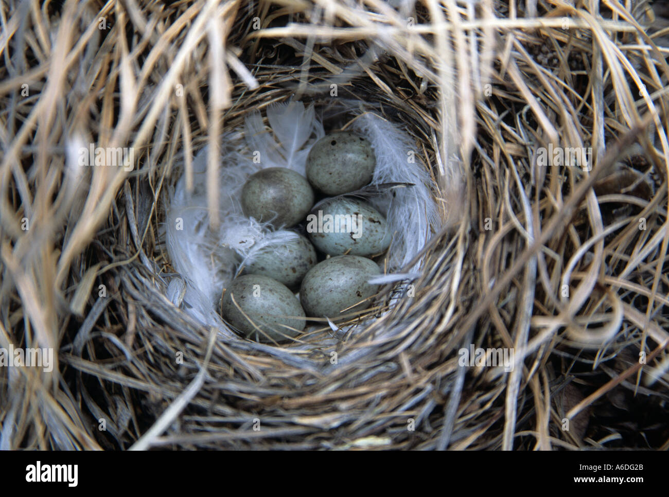 Alaska Arctic National Wildlife Refuge Shorebird nest hidden in grass ...