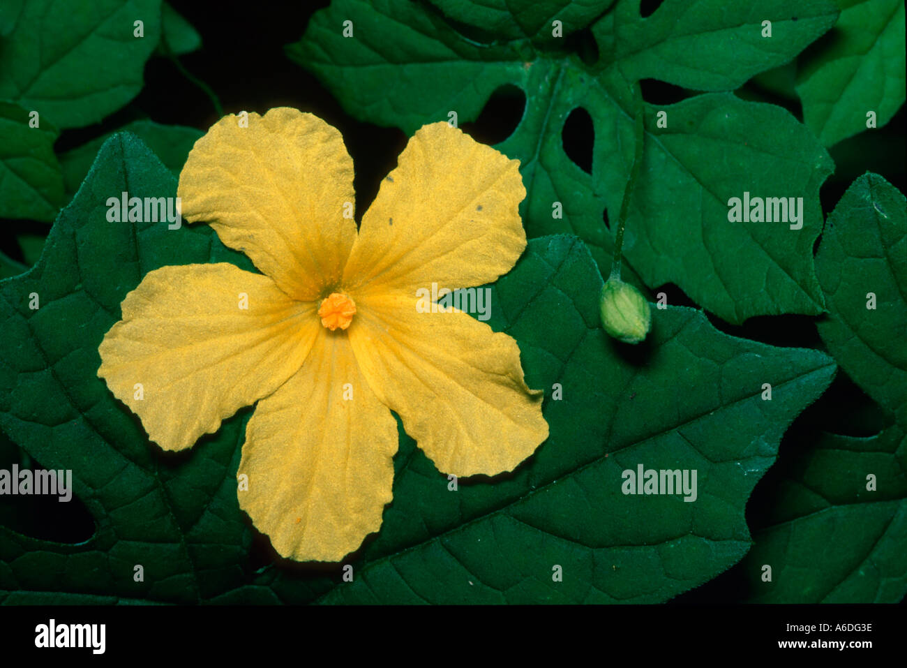 wild balsam apple Momordica charantia Palm Beach County urban flower ...