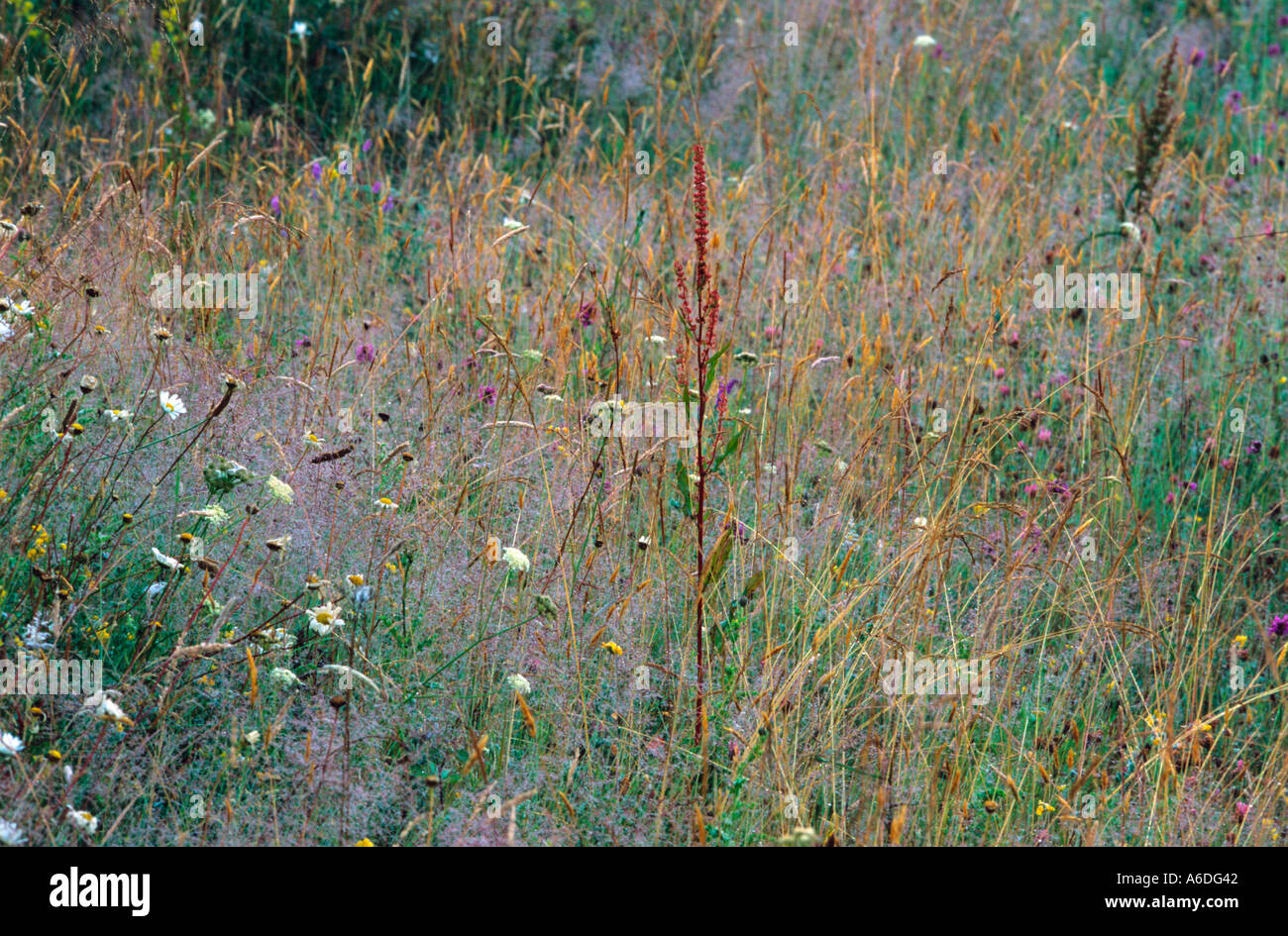 Docks and other meadow plants in traditional Dorset meadow UK Stock ...