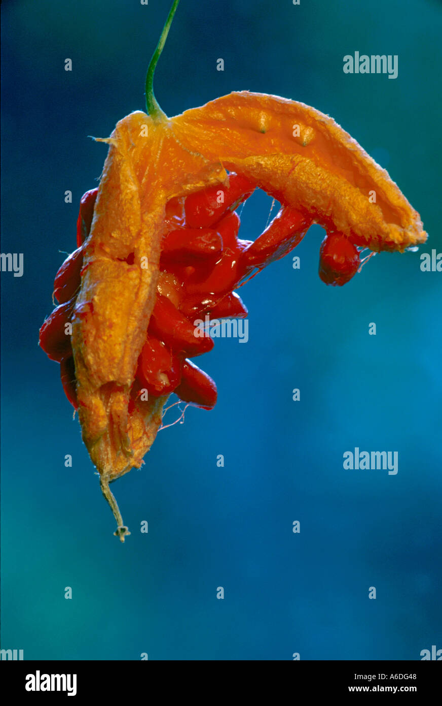 wild balsam apple Momordica charantia seed pod seeds Stock Photo - Alamy