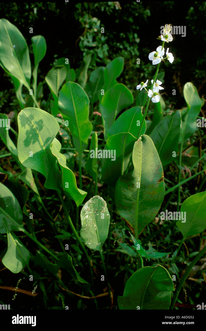 arrowhead Sagittaria latifolia Palm Beach County wetland Stock Photo ...