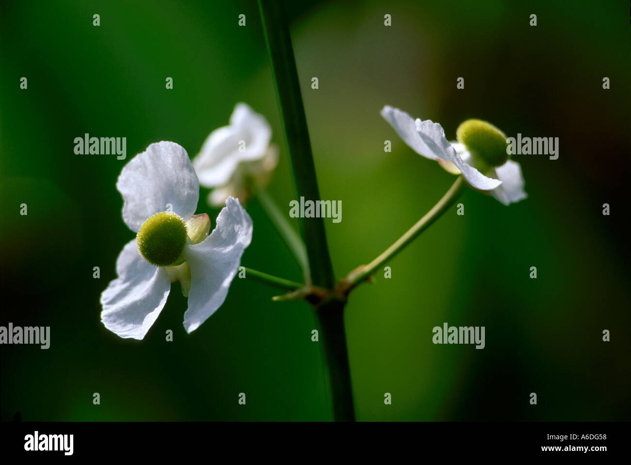 arrowhead Sagittaria latifolia Palm Beach County wetland Stock Photo ...