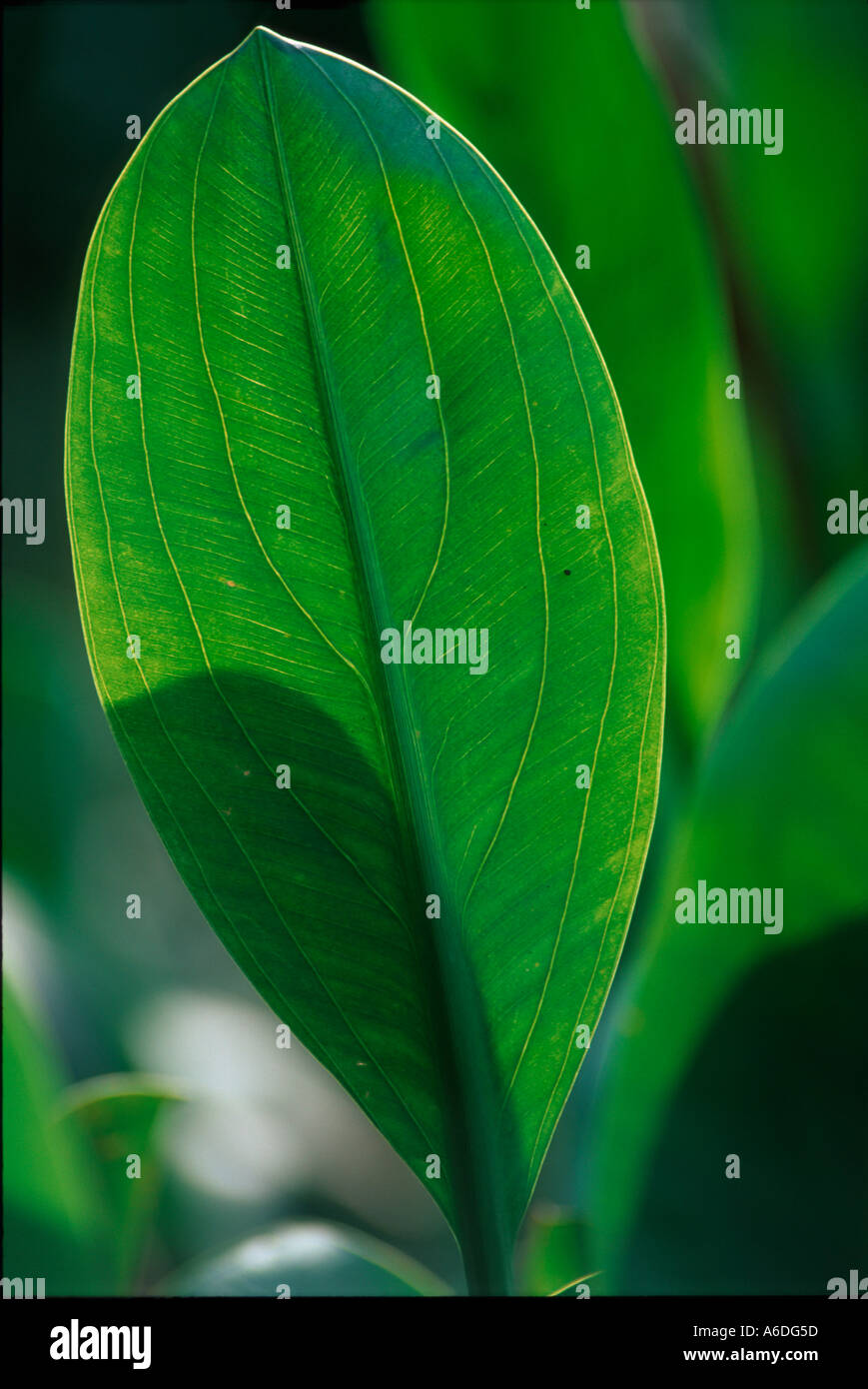 arrowhead Sagittaria latifolia Palm Beach County wetland Stock Photo ...