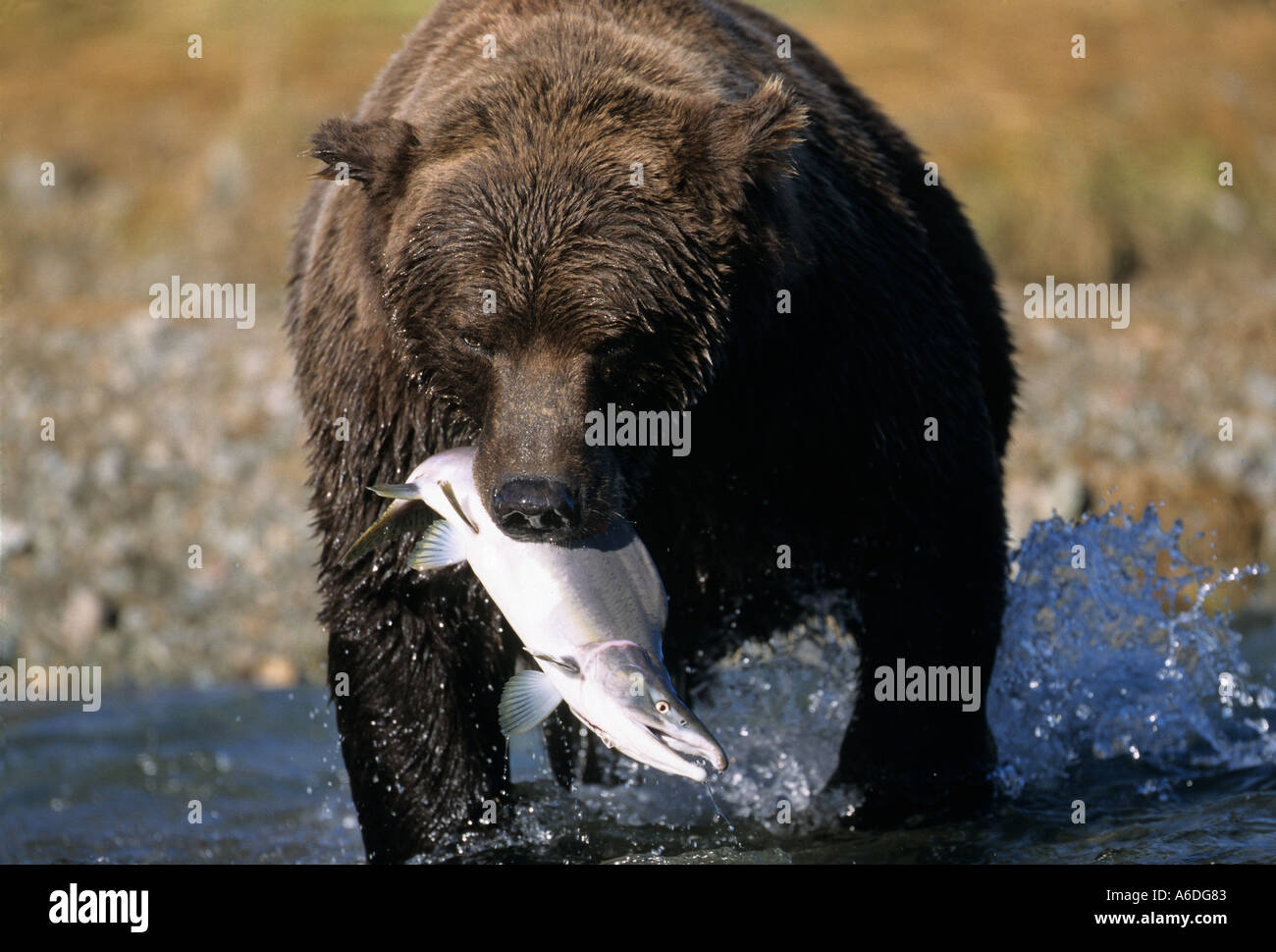 Bear splashing water hi-res stock photography and images - Alamy