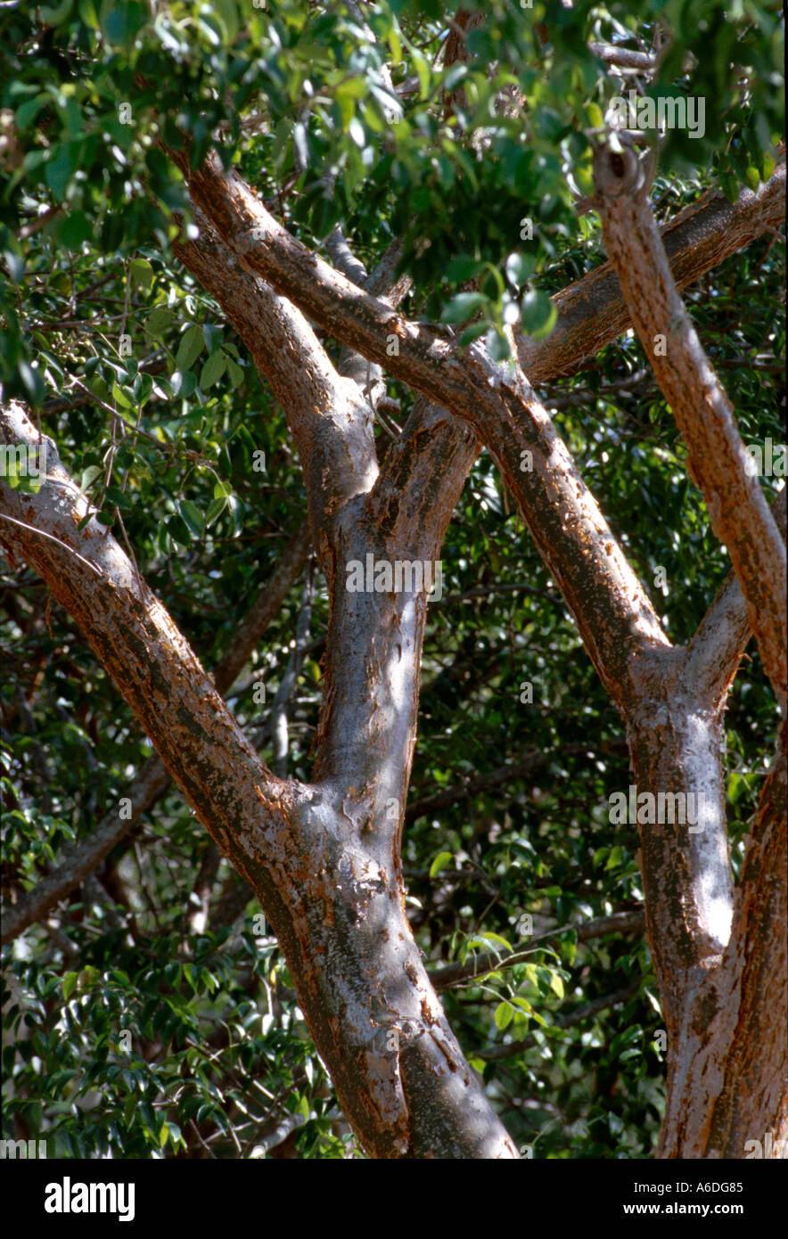 gumbo limbo Bursera simaruba Palm Beach County urban Stock Photo - Alamy