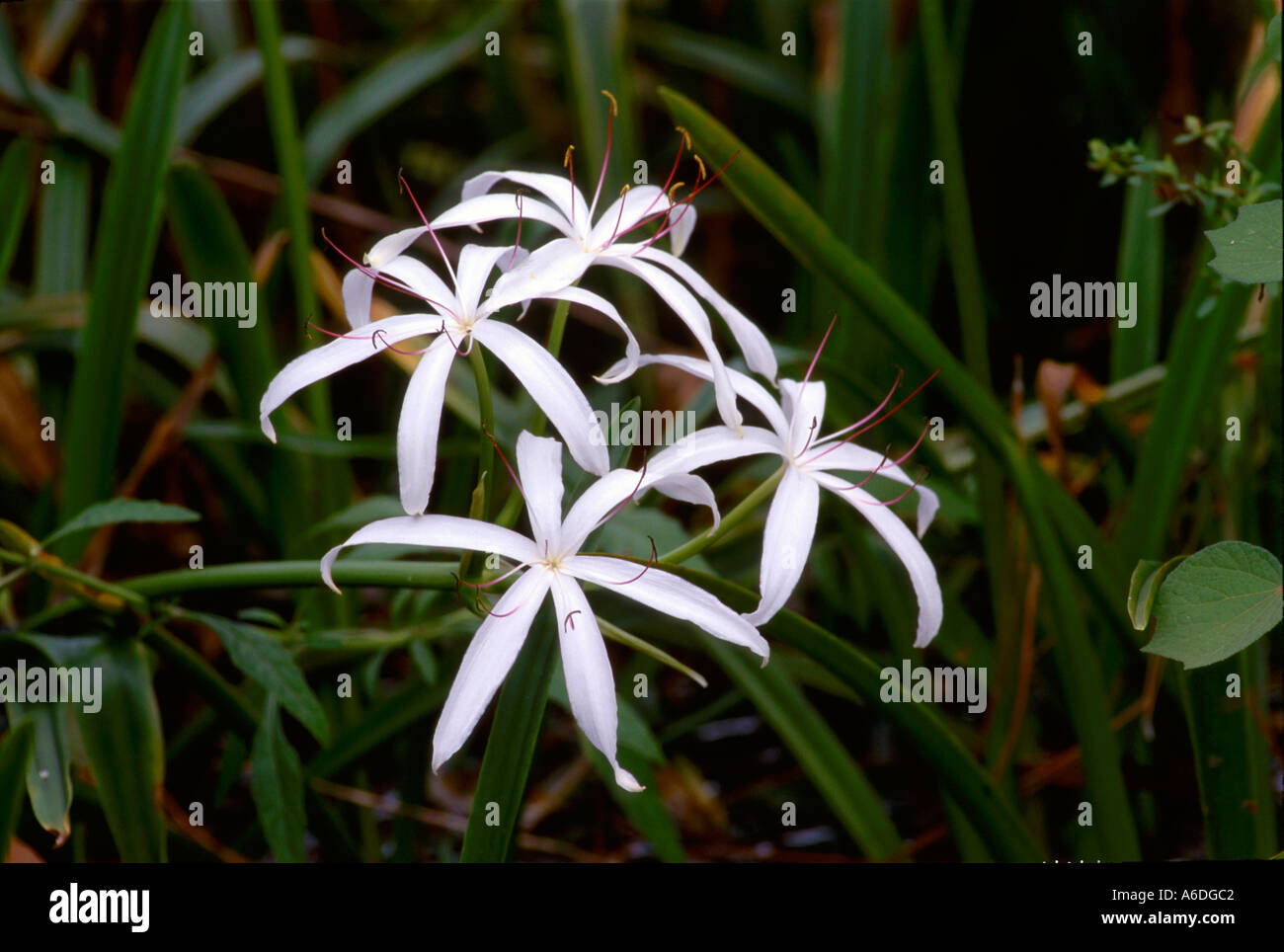 String Lily High Resolution Stock Photography and Images - Alamy