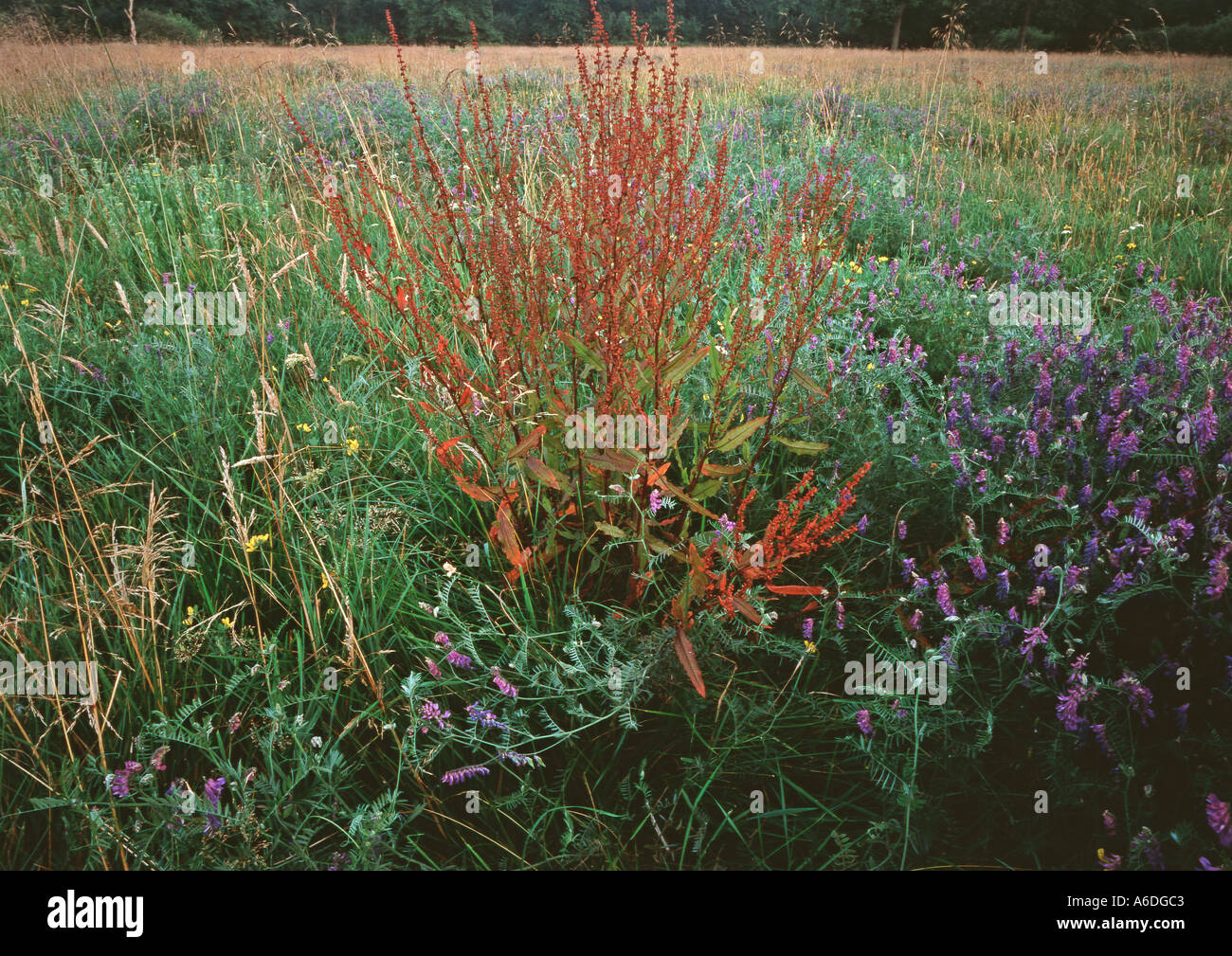 Docks and other meadow plants in traditional Dorset meadow UK Stock ...