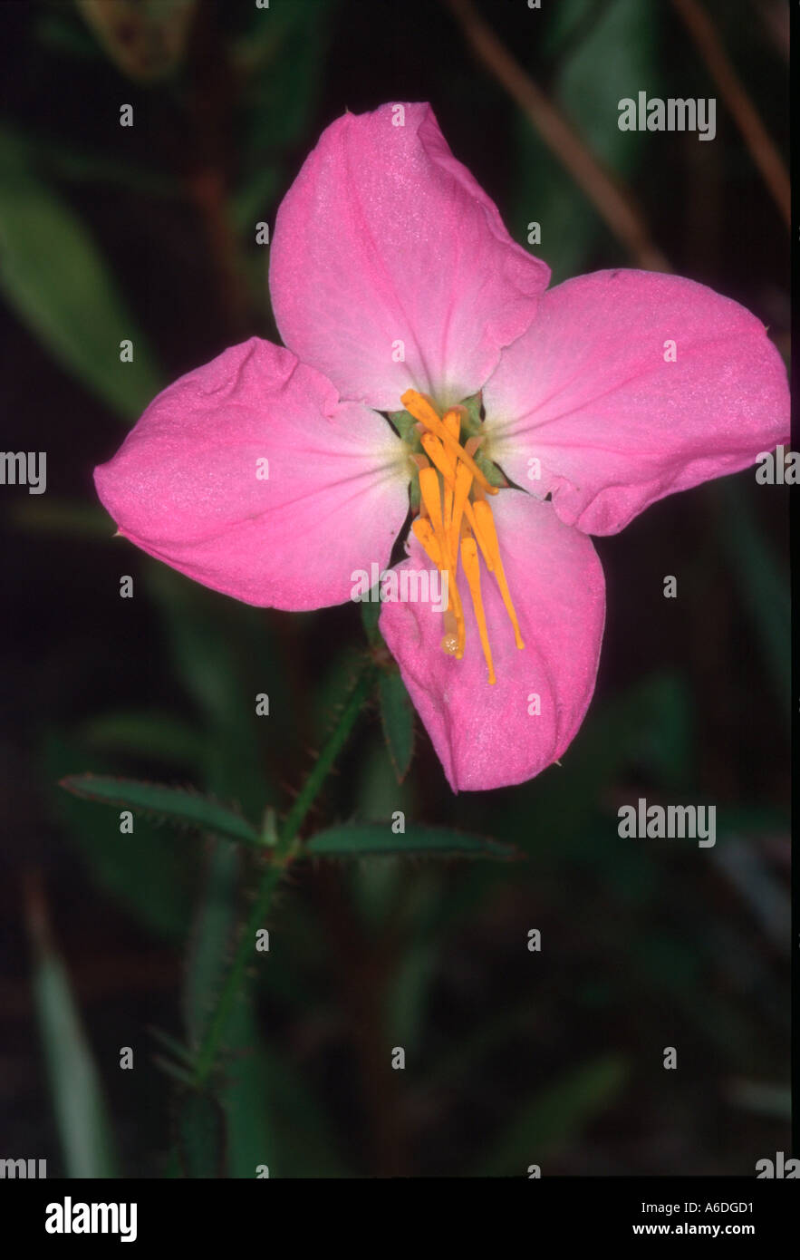 Rhexia virginica hi-res stock photography and images - Alamy