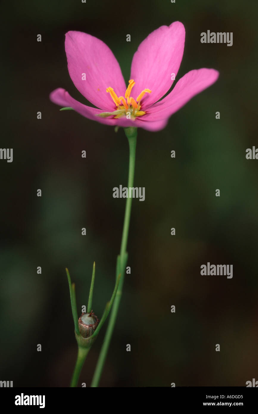 large flowered sabatia Sabatia grandiflora Monroe Everglades National ...