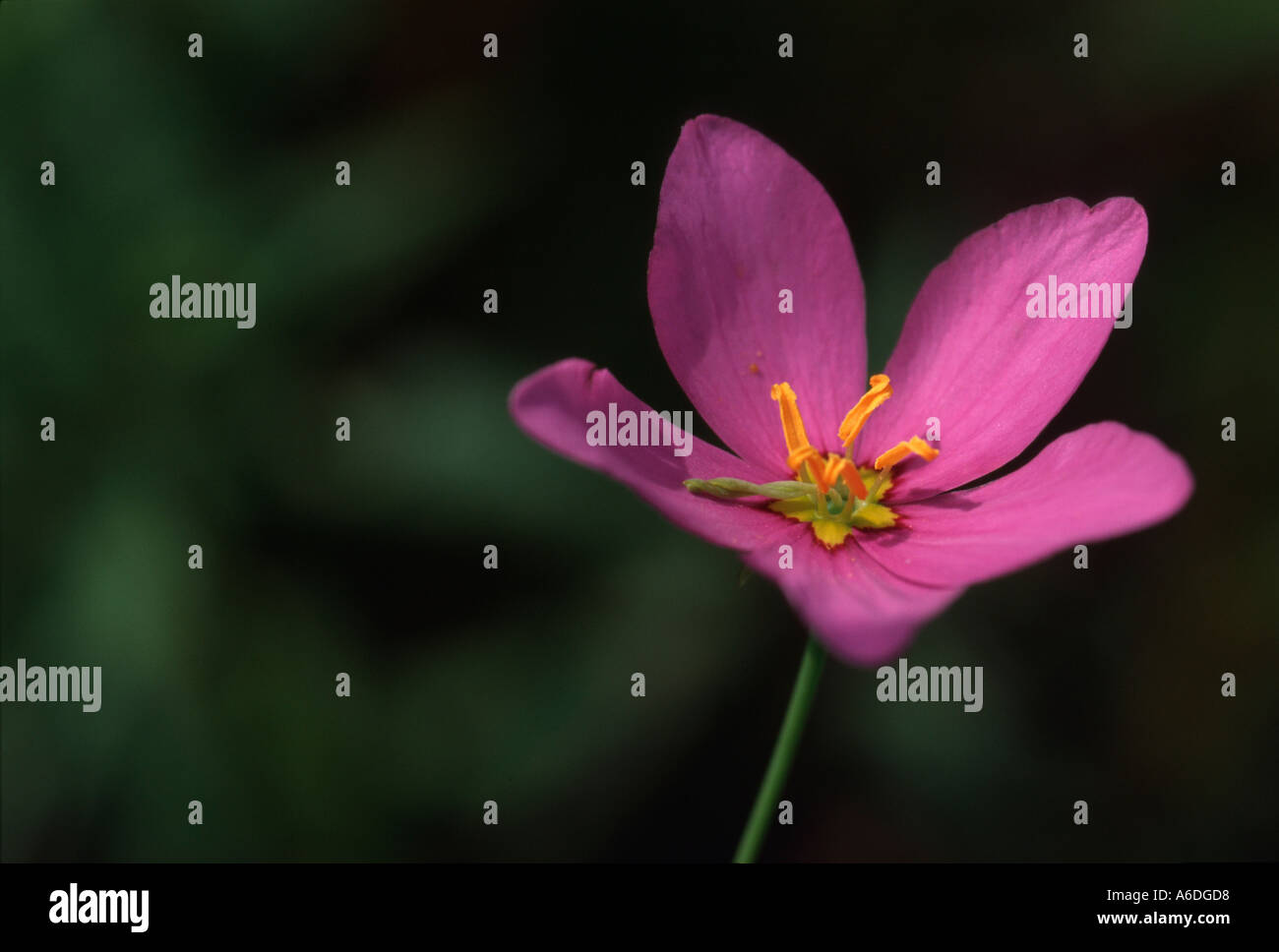 large flowered sabatia Sabatia grandiflora Monroe Everglades National ...