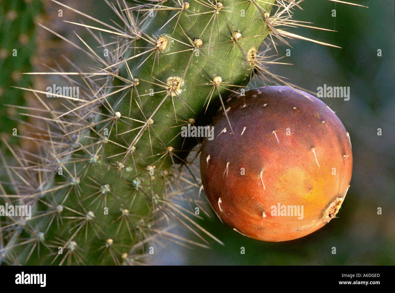 fragrant prickly apple cactus Harrisis fragrans Martin County Savannas ...