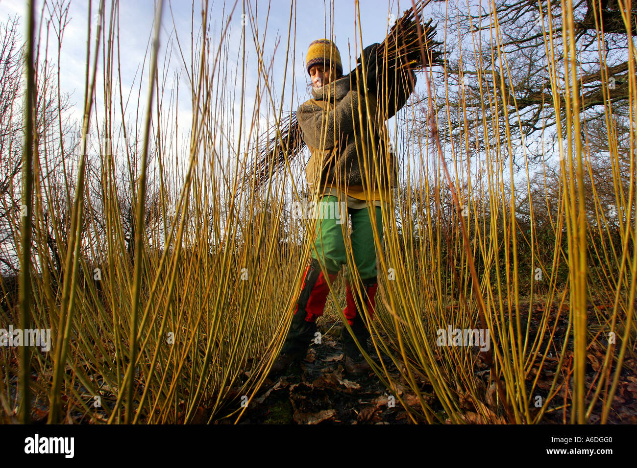 Basket weaver Sarah Pank cutting willow in Devon UK Stock Photo - Alamy