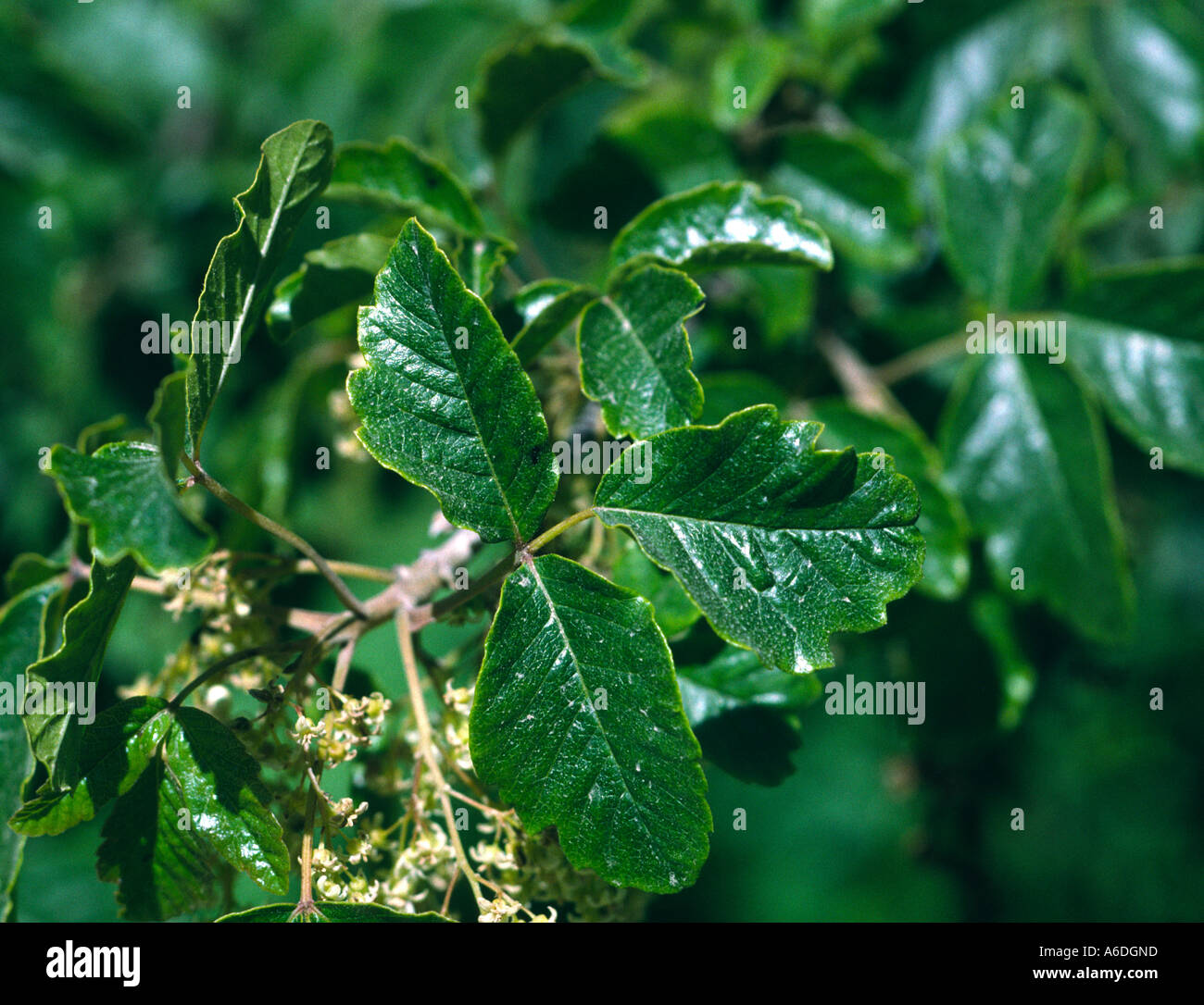 23424 Pacific poison oak Rhus diversiloba flowers leaves Stock Photo ...