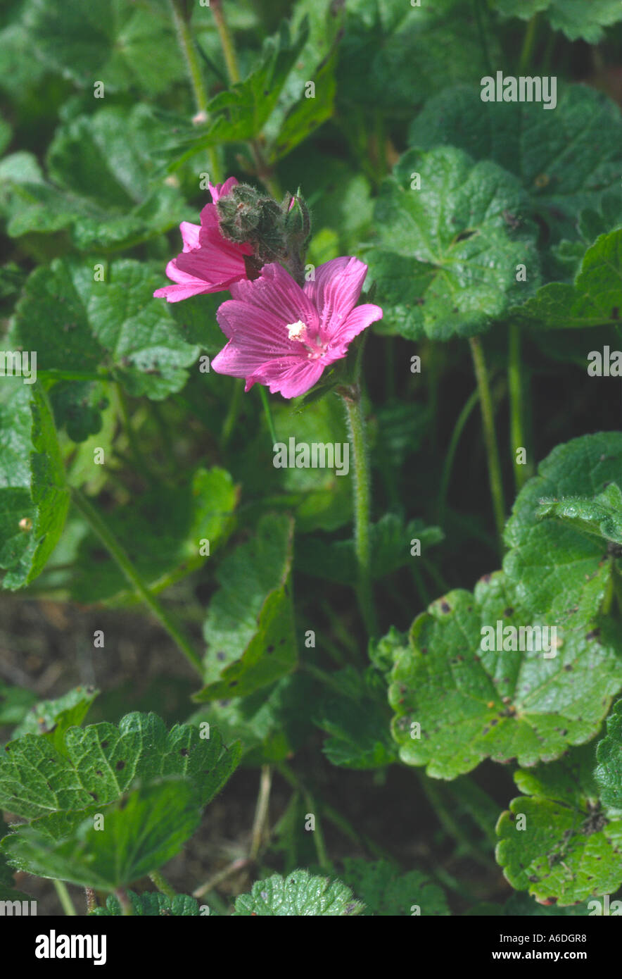 24390 Checker bloom Sidalcea malvaeflora Malvaceae family Stock Photo ...