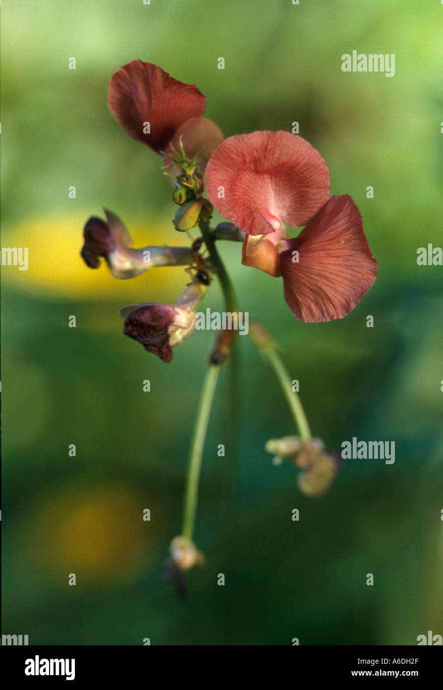 phasey bean Macroptilium lathyroides Saint Lucie County Savannas State ...