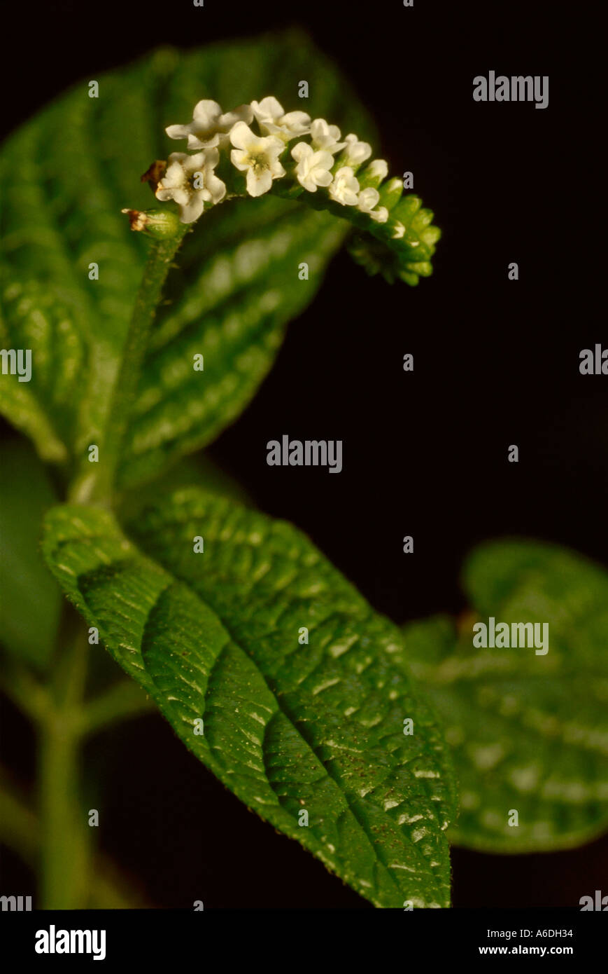 Heliotropium angiospermum hi-res stock photography and images - Alamy
