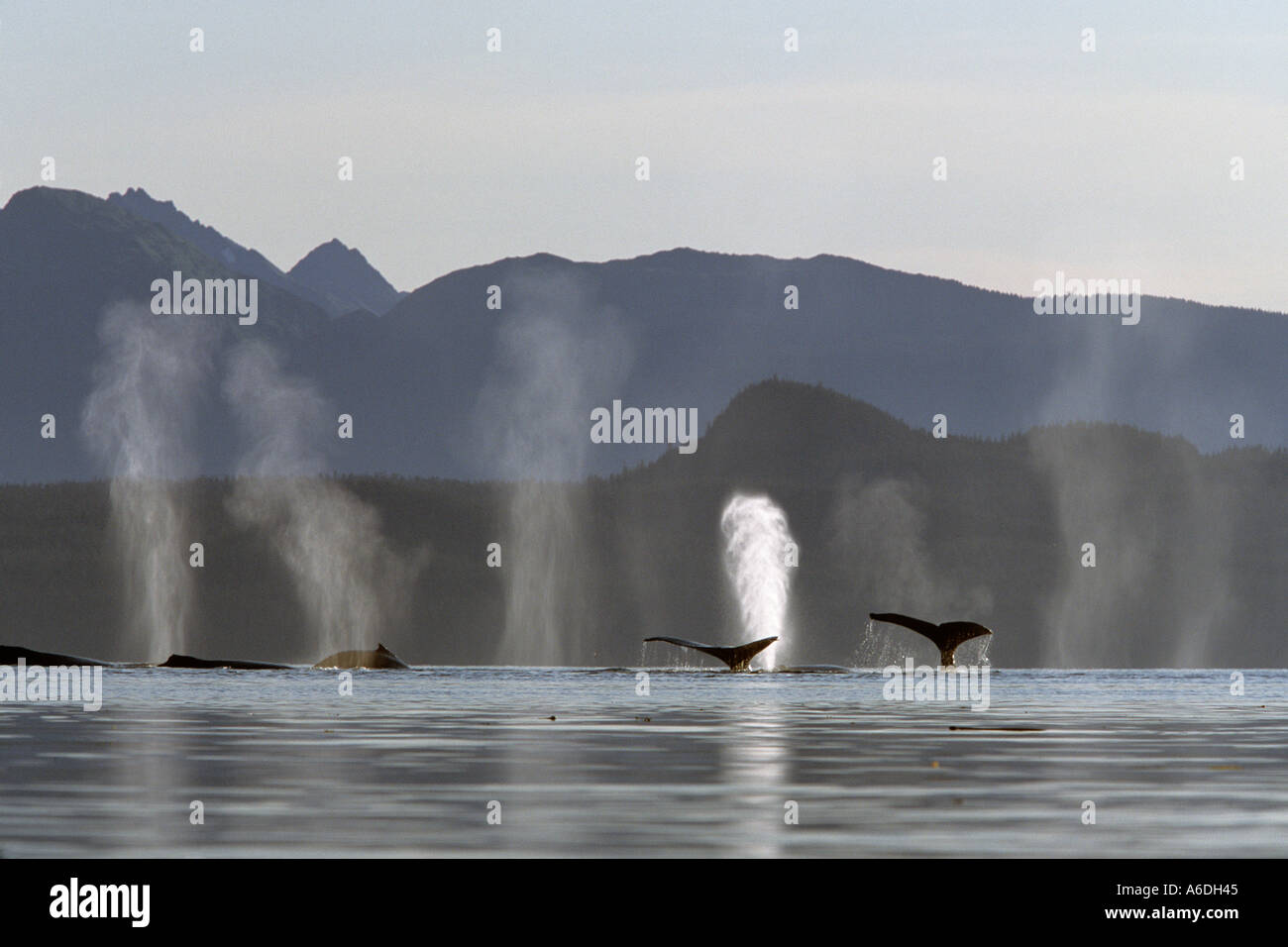 Glacier bay whale hi-res stock photography and images - Alamy