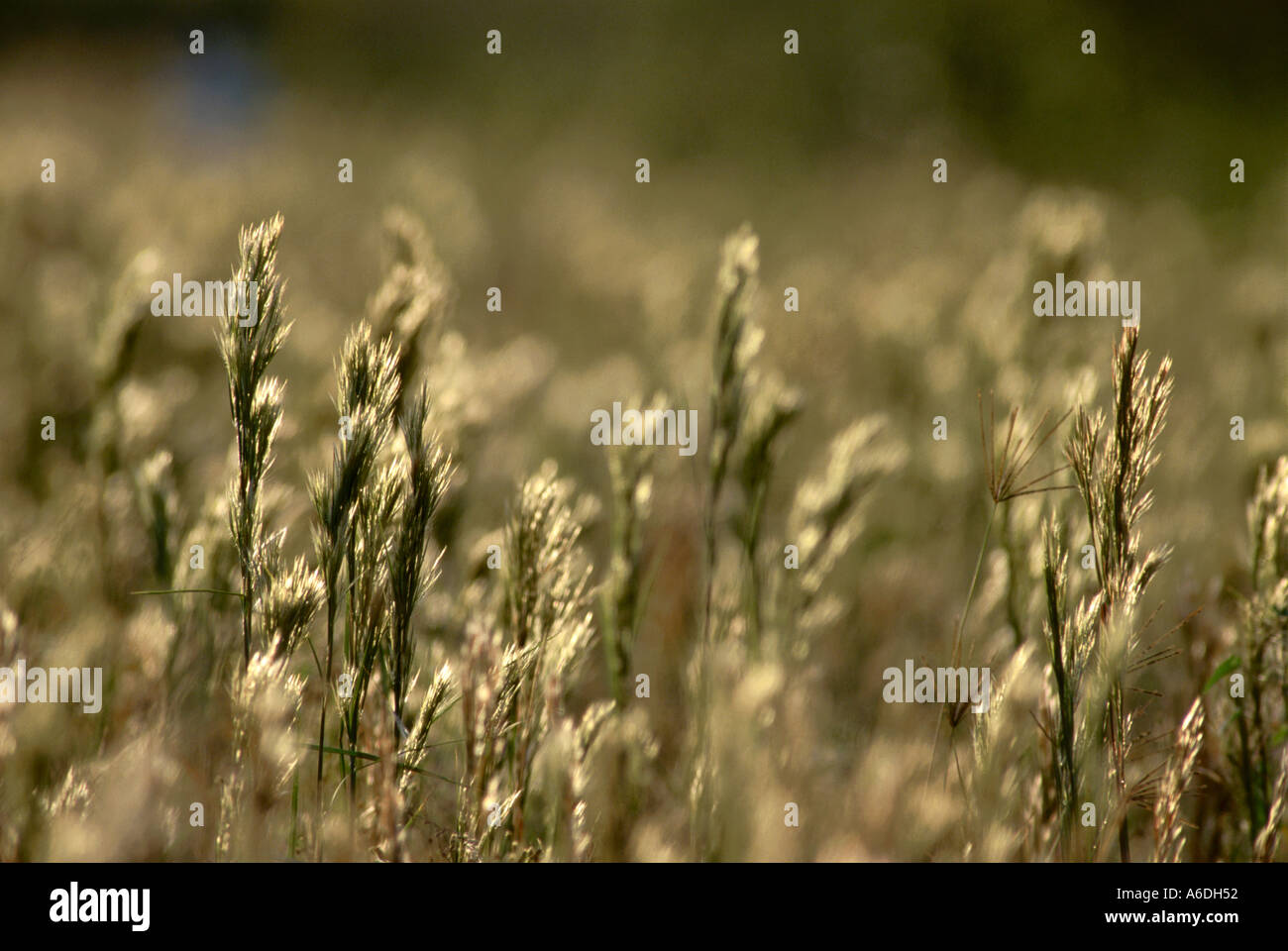 beard grass broom sedge Andropogon glomeratus Palm Beach County Stock ...