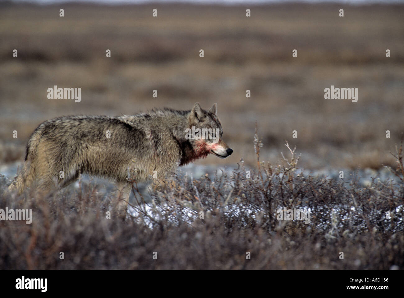 Arctic wolf caribou hi-res stock photography and images - Alamy