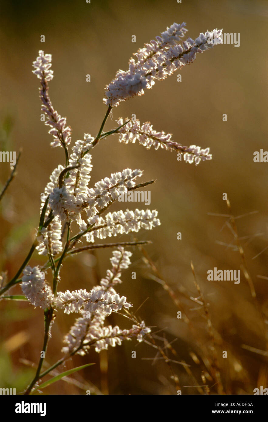 jointweed sandhill wireweed Polygonella sp Savannas State Preserve ...
