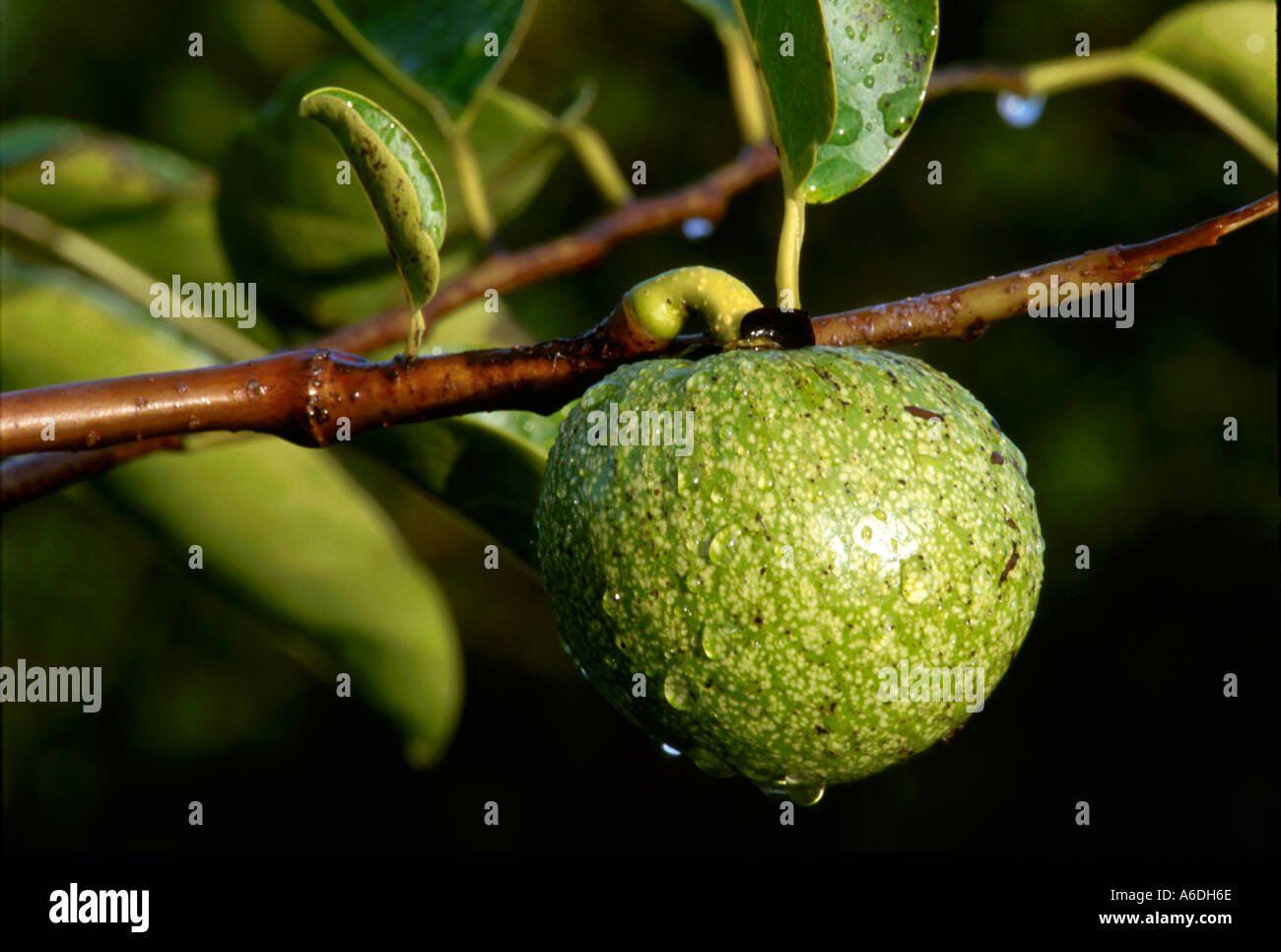 pond apple Annona glabra Palm Beach County wetland fruit Stock Photo ...