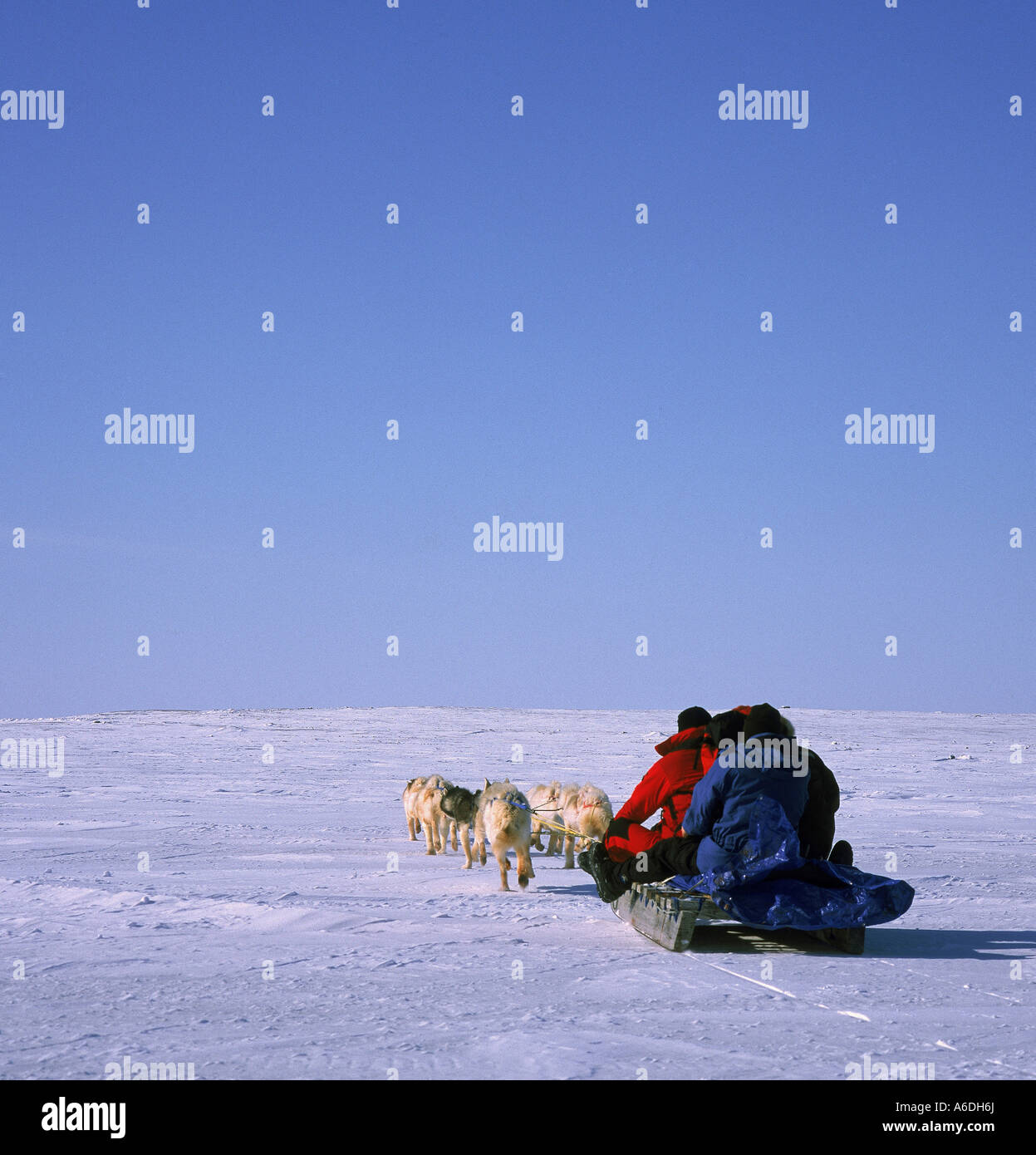 Two people riding a sled pulled by huskies, Cambridge Bay, Nunavut ...