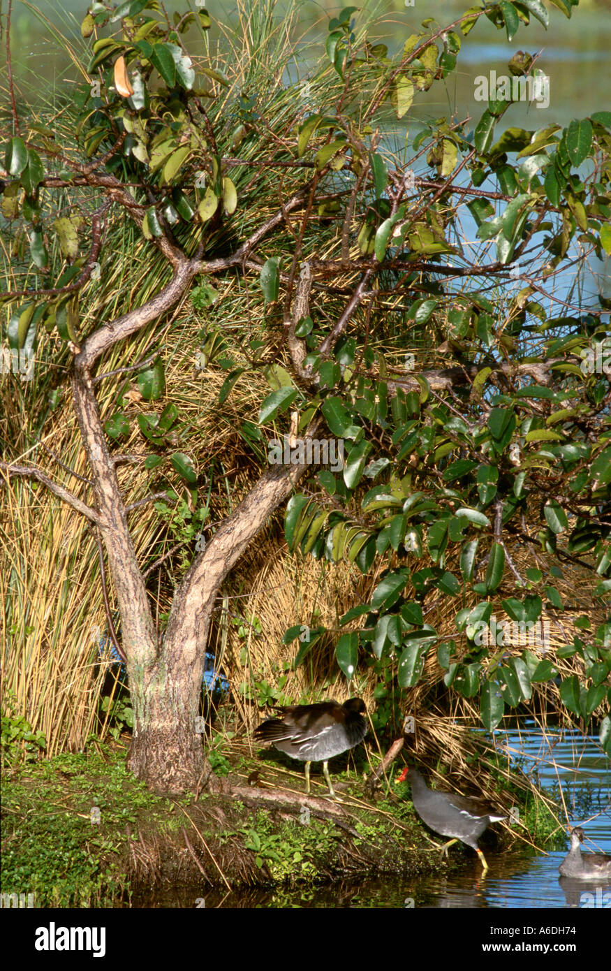 pond apple Annona glabra Palm Beach County wetland Stock Photo - Alamy