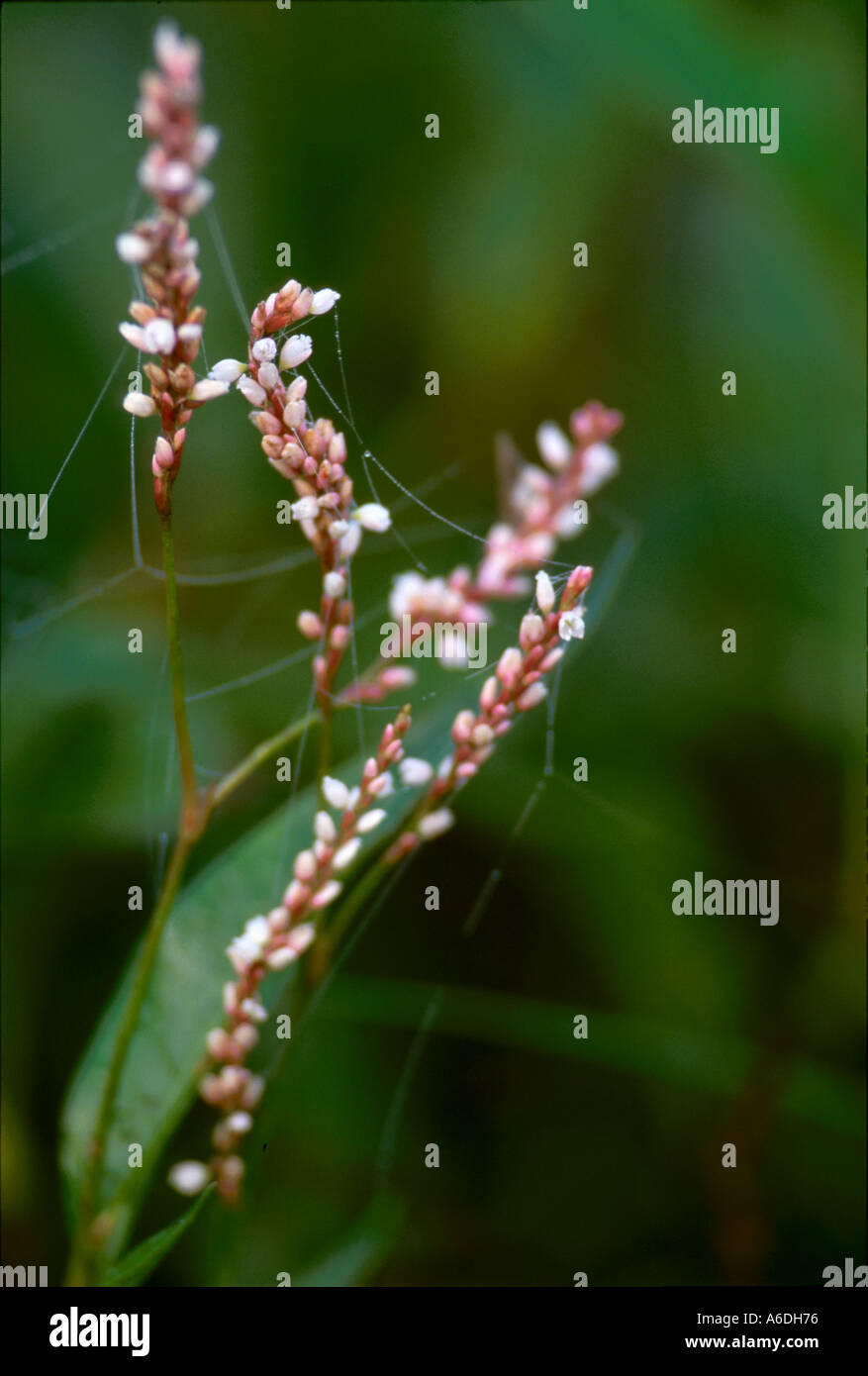 Knotweed river hi-res stock photography and images - Alamy