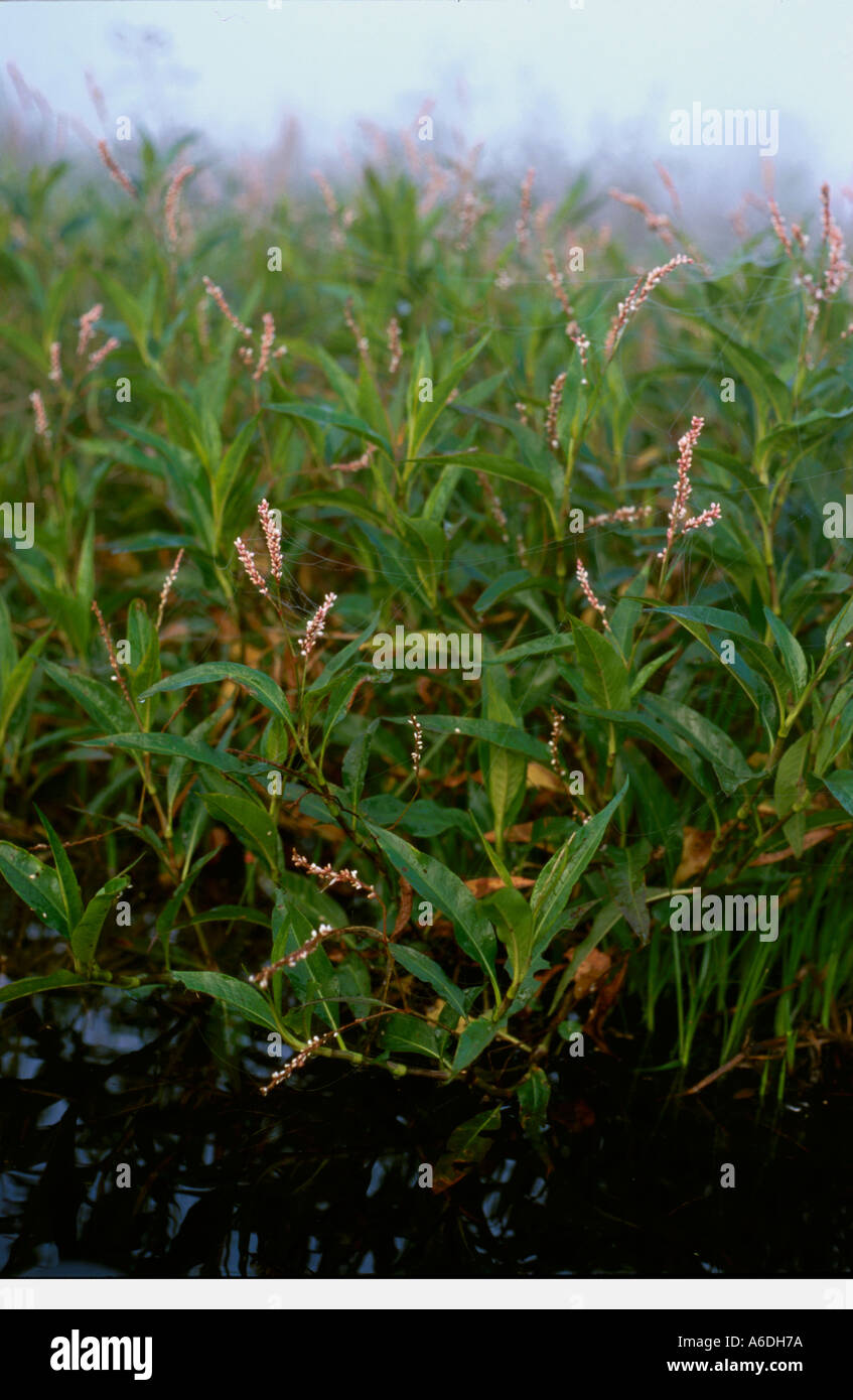 smartweed knotweed Polygonum sp Okeechobee County river Stock Photo - Alamy
