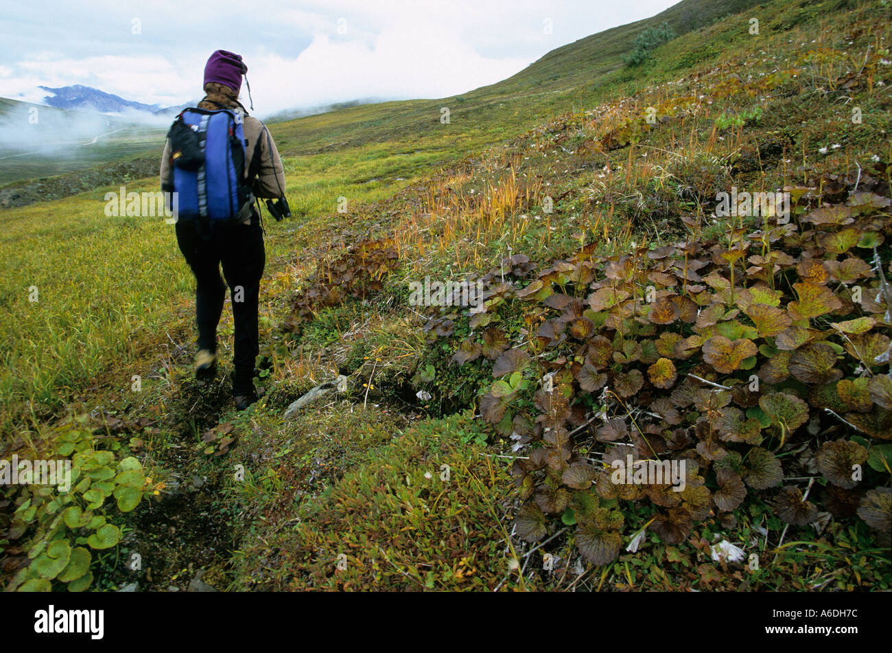 Alaska Denali National Park Hiker on the tundra near Stony Pass in end ...