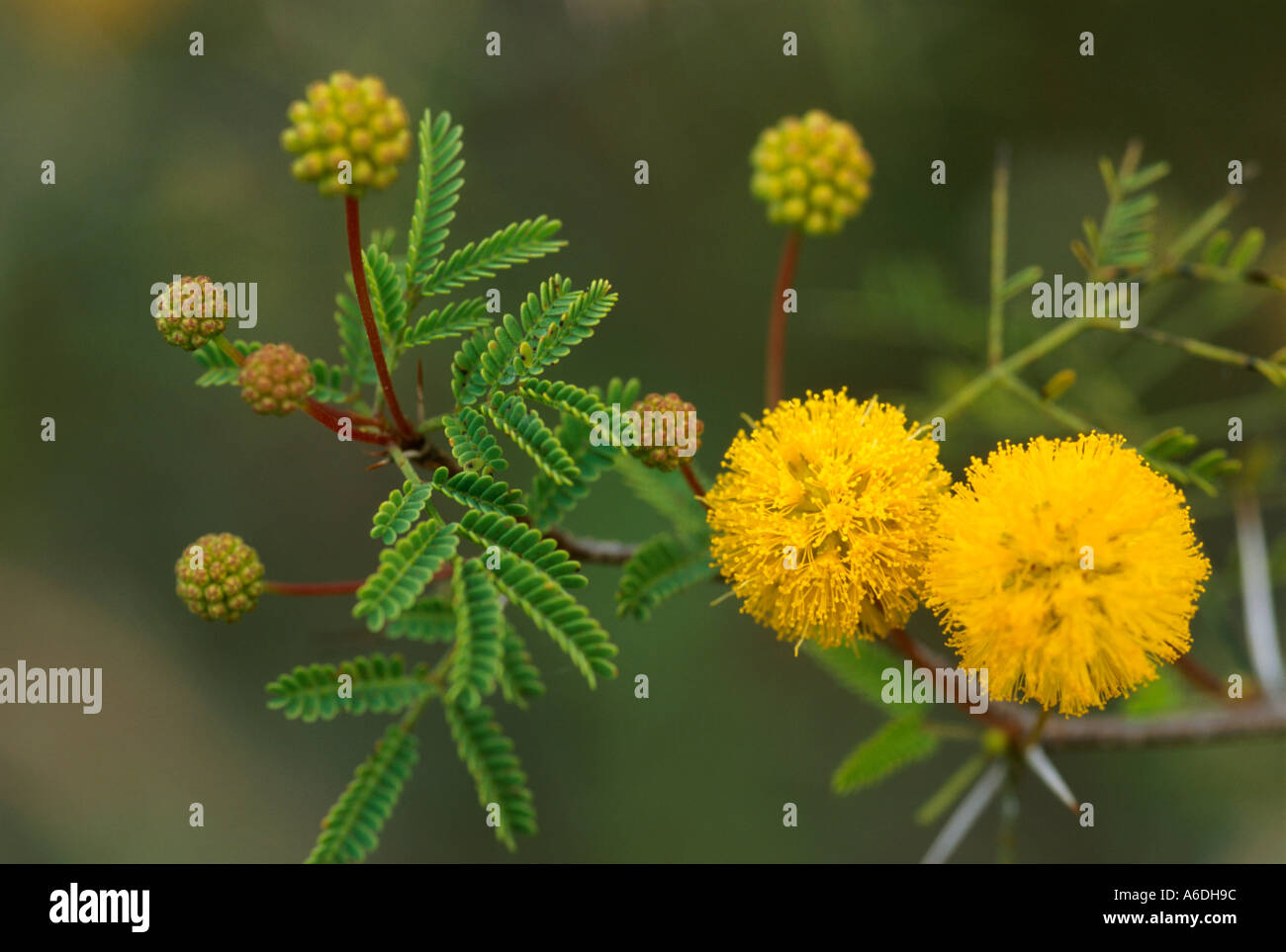 sweet acacia Acacia farnesiana Monroe Everglades National Park ruderal ...