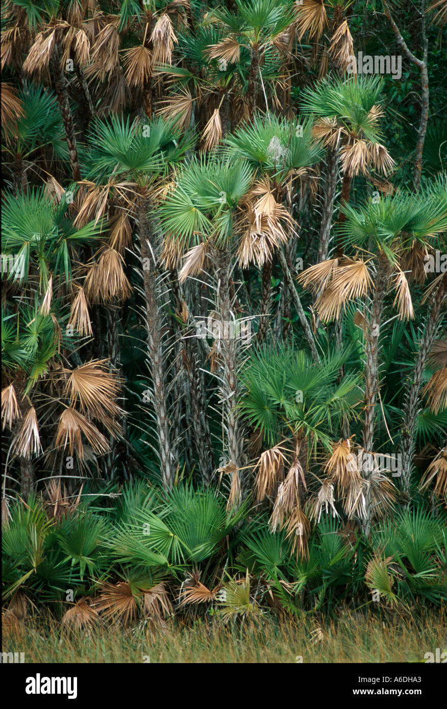 Everglades palm paurotis palm Acoelorrhaphe wrightii Monroe Everglades ...