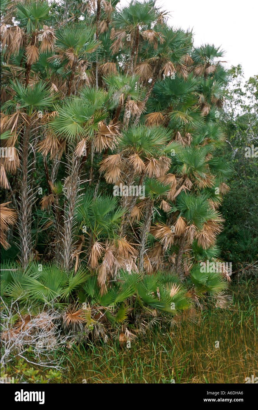 Acoelorrhaphe Wrightii Stock Photos & Acoelorrhaphe Wrightii Stock ...