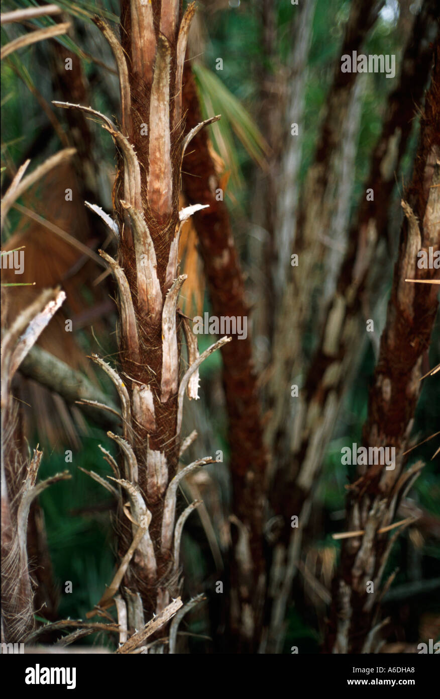 Acoelorrhaphe wrightii hi-res stock photography and images - Alamy