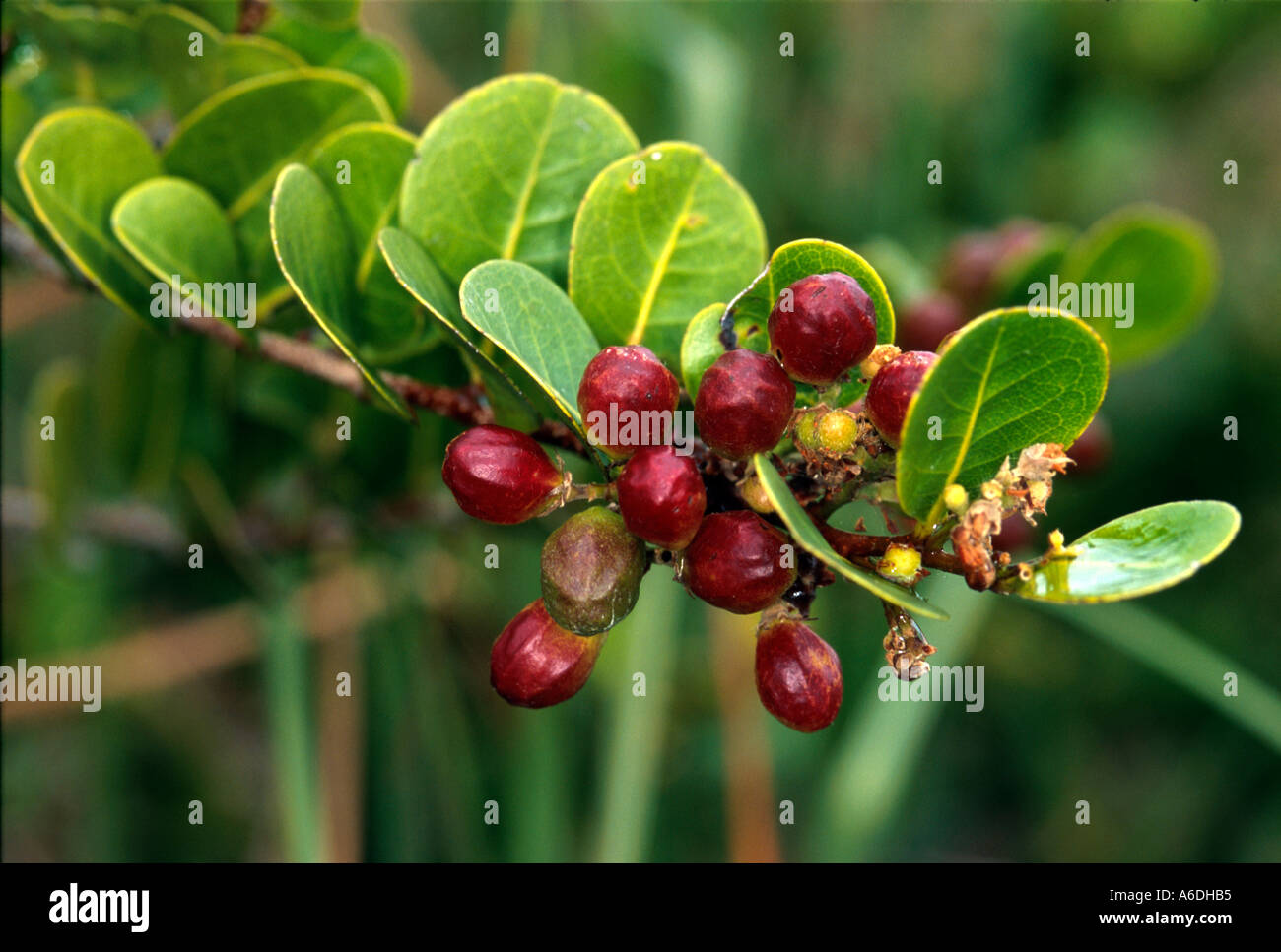 coco plum Chrysobalanus icaco Monroe Everglades National Park fruit ...