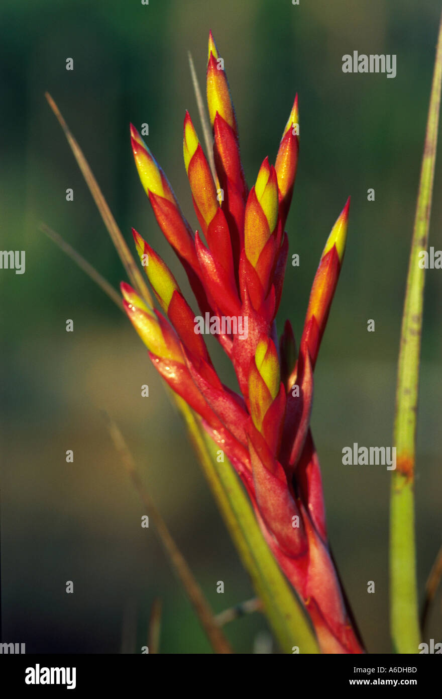 wild pine quill leaf Tillandsia fasciculata Martin County Dupuis ...