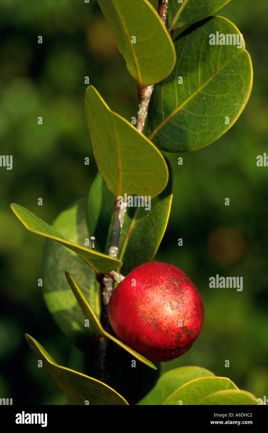 coco plum Chrysobalanus icaco Saint Lucie County Savannas State ...