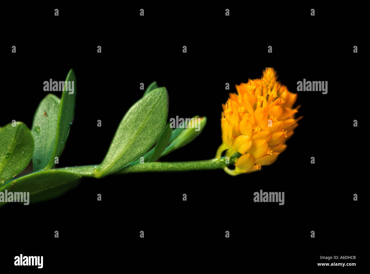wild bachelors button candy weed Polygala lutea West Jupiter Wetlands ...