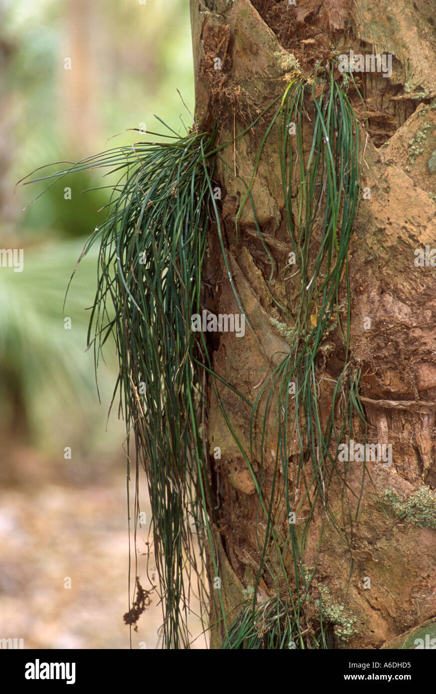shoestring fern Vittaria lineata Martin County Dupuis Reserve palm ...