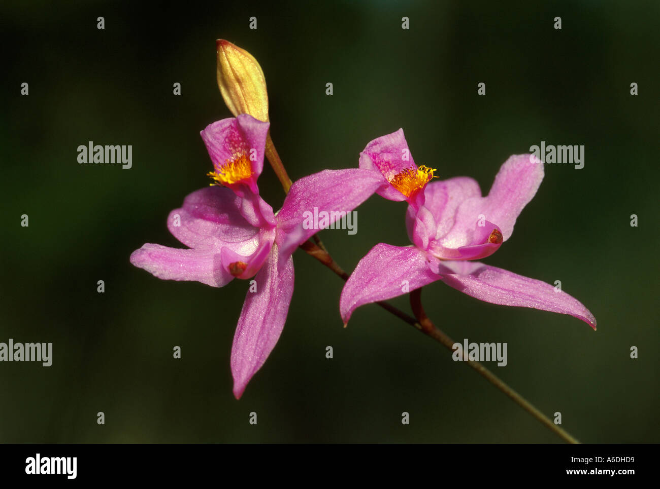 Calopogon hi-res stock photography and images - Alamy
