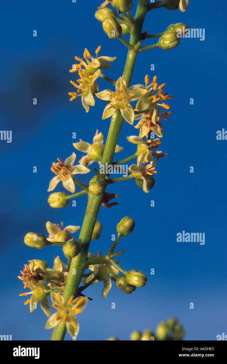 gumbo limbo Bursera simaruba Palm Beach County Stock Photo - Alamy