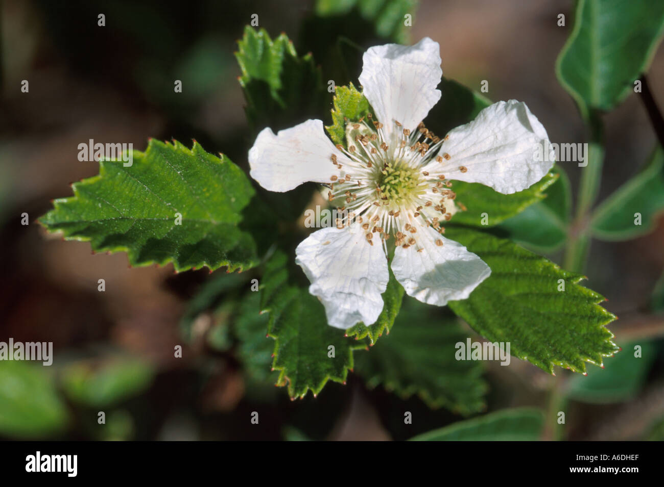 Rubus cuneifolius hi-res stock photography and images - Alamy
