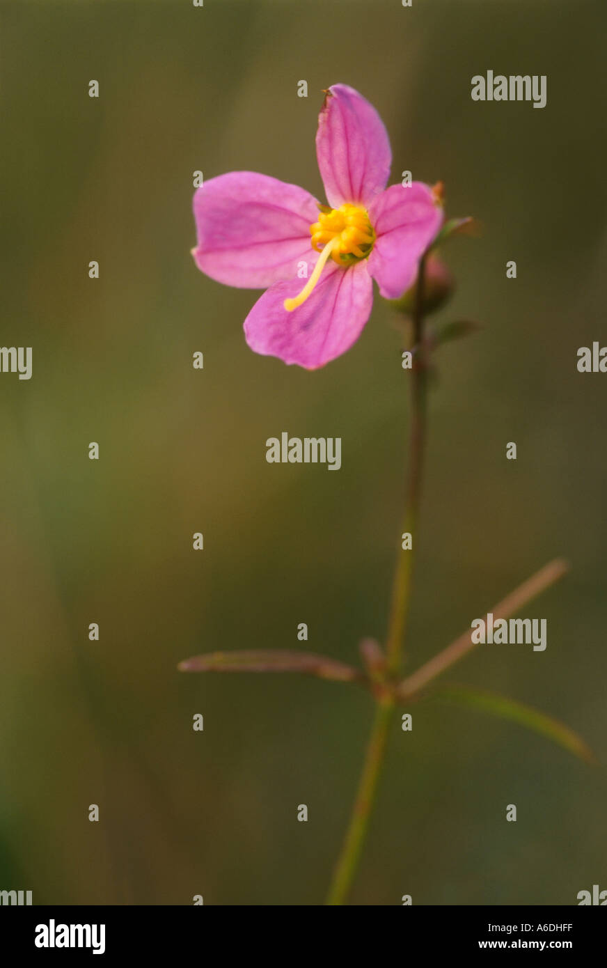 Rhexia petiolata hi-res stock photography and images - Alamy